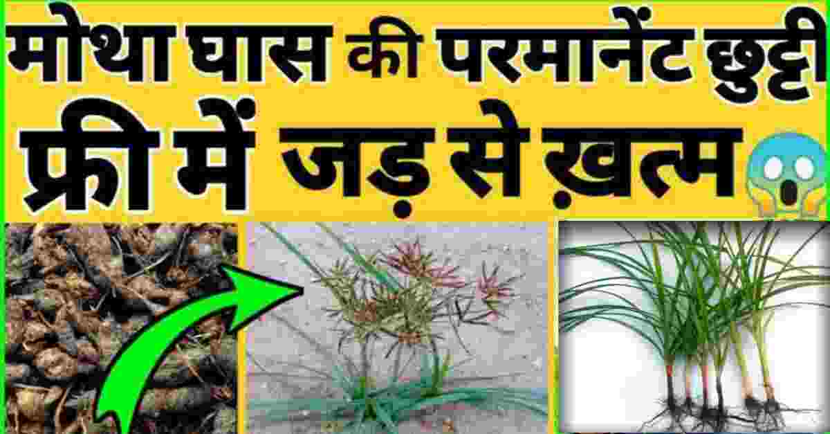 मोथा घास अब जड़ से खत्म [Price, Dawa] | Motha Ghas Marne Ki Dawa ...