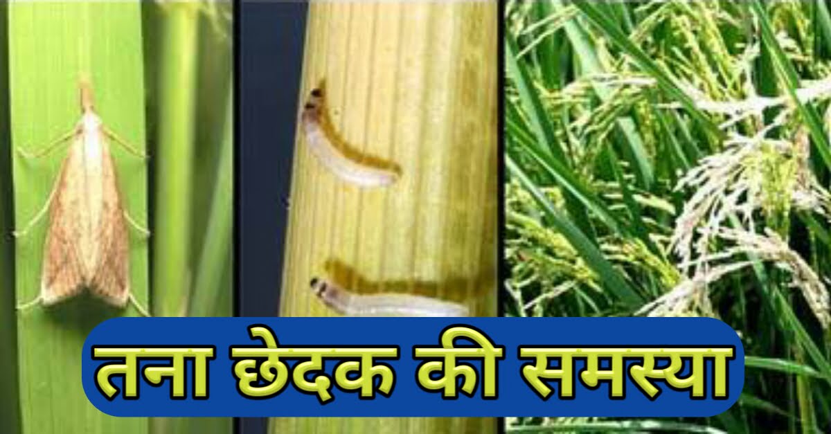 तना छेदक Stem Borer की रोकथाम [Dawa Rice, Maize] | Stem Borer In Hindi ...