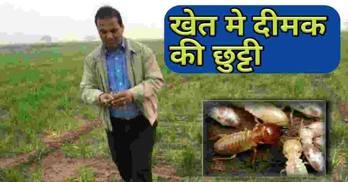 दीमक मारने की दवा [Price, Medicine, Online, खेत] | Dimak Se Chutkara ...